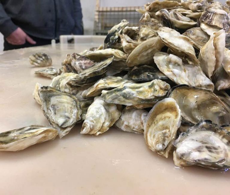 Fyrstu ostrurnar komnar í hús – Veitingageirinn.is – Fréttavefur um mat ...